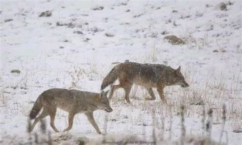 ظهور 4 حيوانات مهددة بالانقراض فى الجزائر والسبب كورونا والثلوج صور