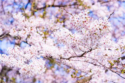 2021年京都櫻花的開花狀況和看點是？ Caede Lelisir 紅楓葉 愛麗絲亞 京都