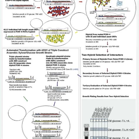 Schematic Of Automated Yeast Mating Protocol Top And Right For