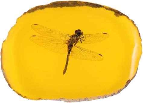 Fossil Amber Atelier Yuwa Ciao Jp