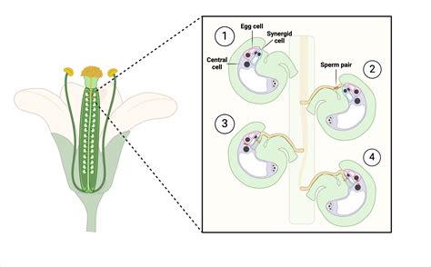 Iris Nakashima Department Of Cell Biology