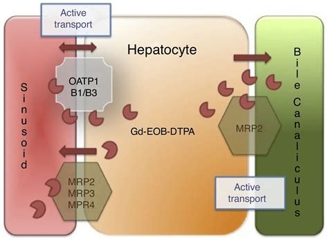 Liver Specific Gadoxetic Acid Enhanced Magnetic Resonance For Focal
