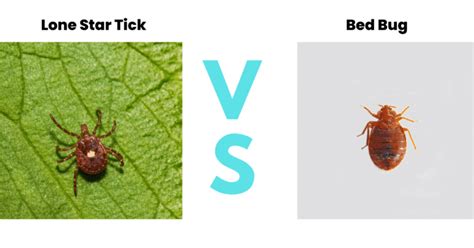Tick Vs Bed Bug A Guide With Photos