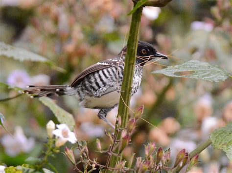 Banded Prinia Ebird