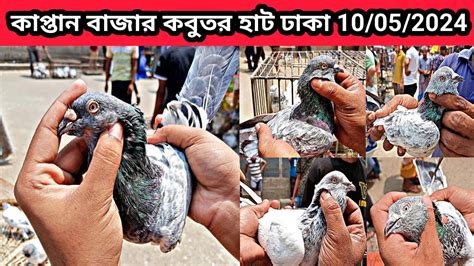 10 05 2024 কাপ্তান বাজার কবুতর হাট ঢাকা। কবুতর হাট। Kaptan Bazar