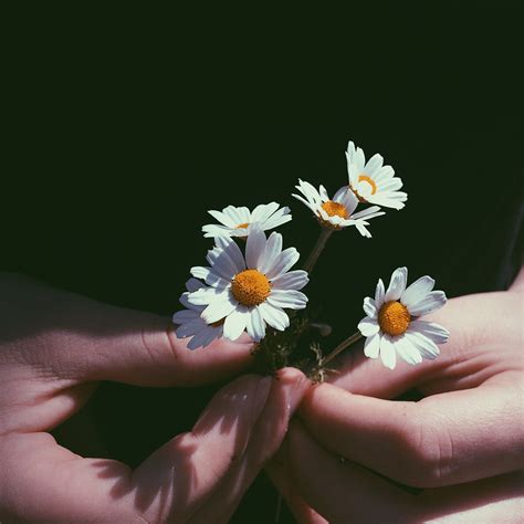 무료 이미지 카밀레 꽃잎 Oxeye 데이지 손가락 무명의 네일 야생화 꽃 피는 식물 마가렛 데이지 봄 매그