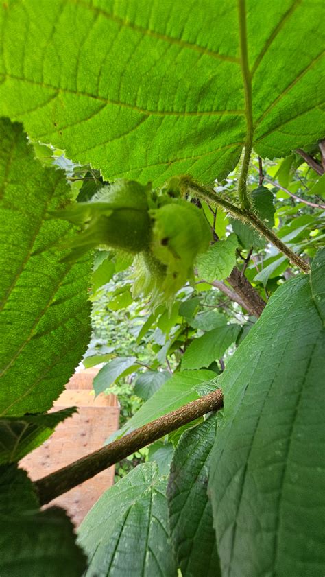 Dwarf Chinkapin Oak Quercus Prinoides Nutcracker Nursery And Tree Farm