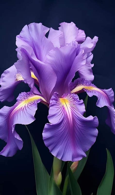 Siberian Irises Artofit