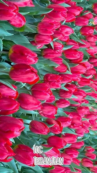 تهرانِ قشنگم🩷🌱ویدیو کاملش توچنلم می‌تونید بینید تهران تهرانگردی کاپل