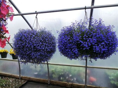 8 красивых ампельных растений для сада Flor De Jardinagem Jardim