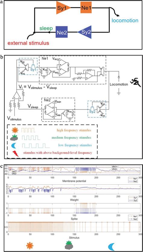 a heuristic recurrent neural circuit model for “sleep wake cycle