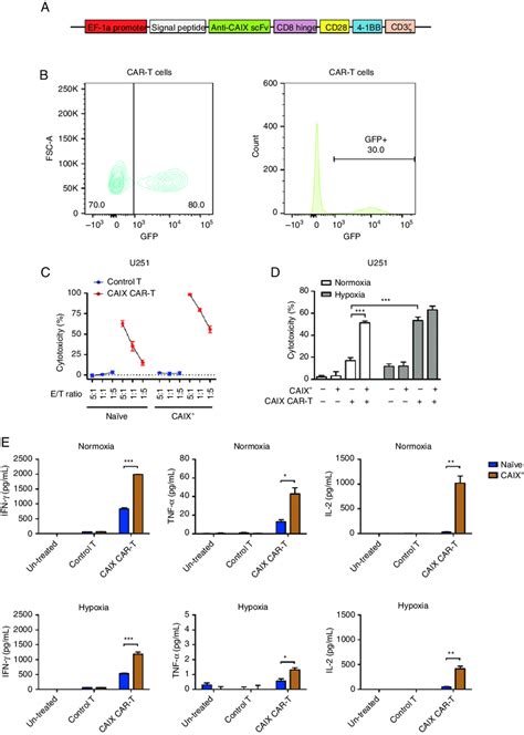 Generation And In Vitro Cytotoxic Activity Of Anti Caix Car T Cells