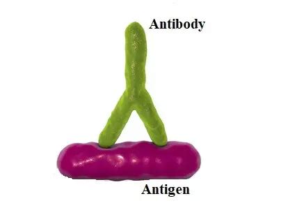 Differences Between Antigen And Antibody That Standout