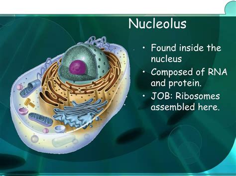 Ppt Cell Structure And Function Powerpoint Presentation Free Download Id 5535747
