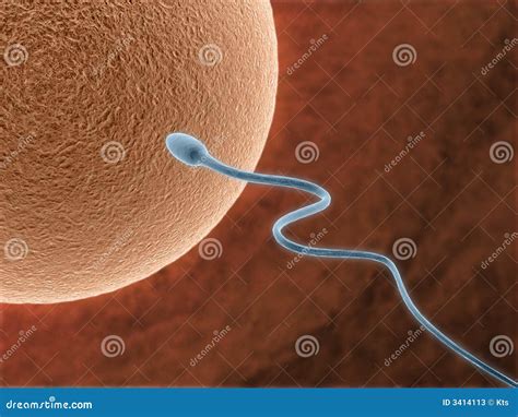 Sperm Ovum Stock Illustration Illustration Of Research 3414113