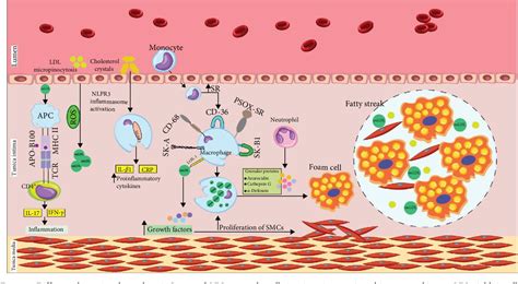 Figure 1 From Atherosclerosis And Toll Like Receptor4 Tlr4 Lectin