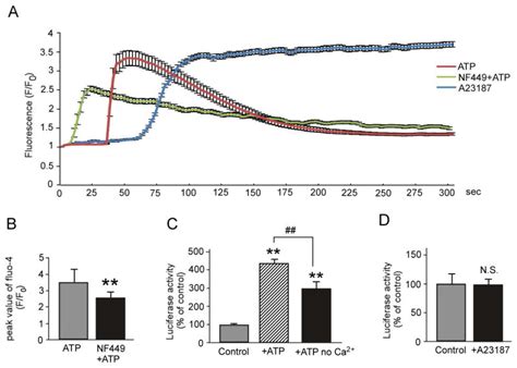 Extracellular Atp Induces Intracellular Alpha Synuclein Accumulation