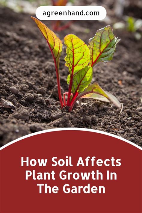 How Does Soil Affect Plant Growth Plant Growth Soil Plants