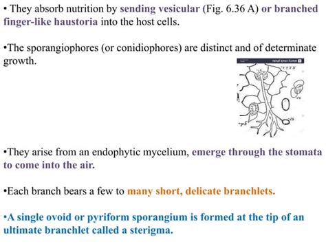 Oomycetes Pptx Gardening Home And Garden