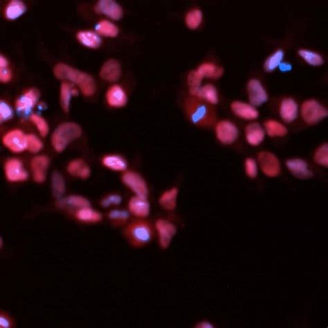 Stem Cell Applications And Solutions Stem Cell Culture Products Corning