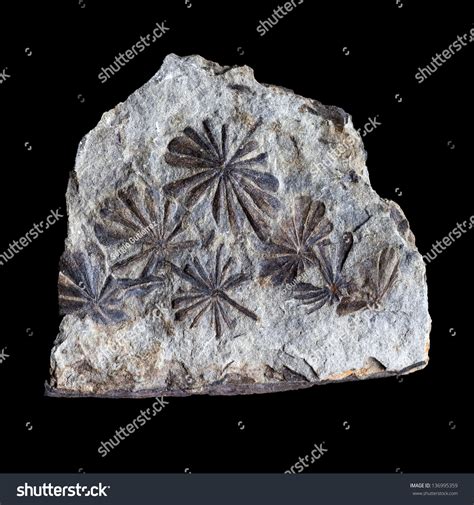 Flower Fossil