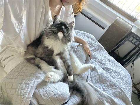 Cat Scrolller