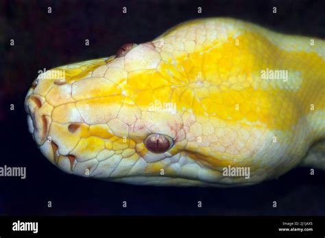 Albino Ball Python Python Regius Stock Photo Alamy