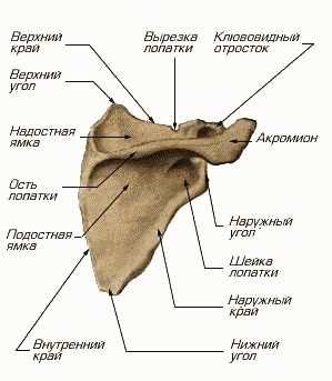 Плечевой пояс