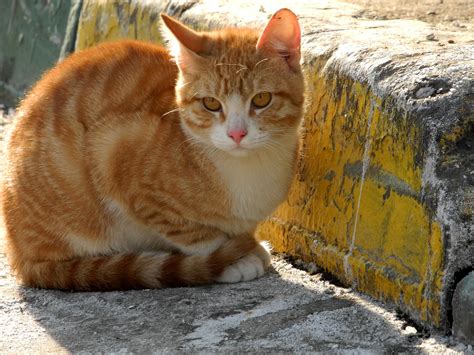 Желтые Коты Картинки – Telegraph