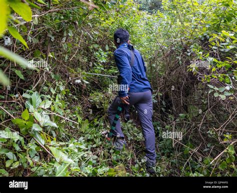 A Young Indonesian Man Cutting Through Dense Bushes With His Machete