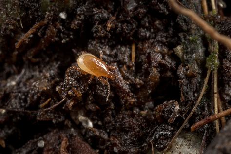 Macro Mite Control Thrips And Fungus Gnats Predatory Mites