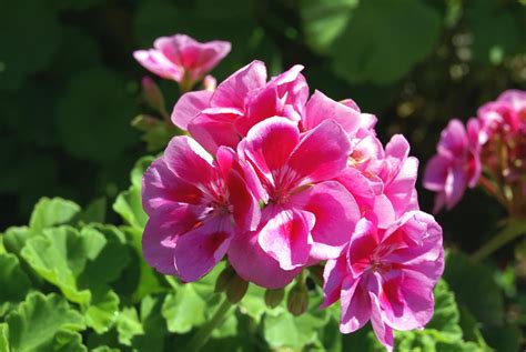 39 Facts About Pelargonium