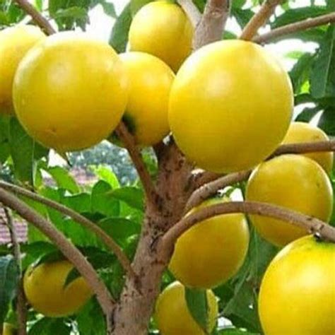 Abiu Nursery Selangor