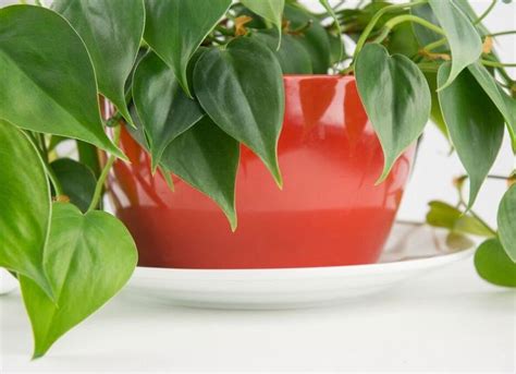 10 Plants You Can Grow Without Soil Indoor Plants Plants Hanging Plants