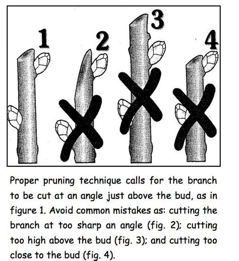 30 Diagrams To Make You Master In Growing Roses Pruning Roses