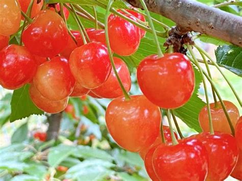 サクランボの栄養素には若返りの健康効果がある？カロリーや旬を紹介｜🍀greensnap（グリーンスナップ）