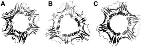 Crystallographic Structures Of Representative Sliding Clamps A The