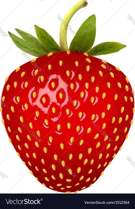 Strawberry Royalty Free Vector Image Vectorstock
