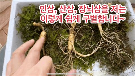 간단하지만 기본적인 인삼 장뇌삼 산삼 구별법 Youtube