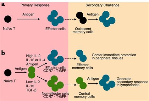 Jci Exploring Pathways For Memory T Cell Generation