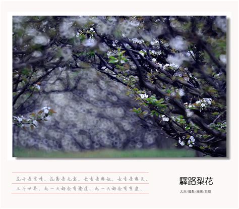 驿路梨花摄影图片梨园生态摄影 大刘
