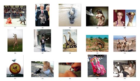 Funny Photos Num 001 Porn Pictures Xxx Photos Sex Images 1491534