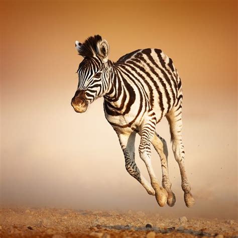 1000 Images About Buffalo Zebra On Pinterest African Buffalo