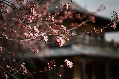 가지 갱신 계절 계절의 변화 고요한 꽃 꽃 나무 꽃무늬 꽃이 만발한 나무 꽃이 피는 꽃잎 나뭇잎 날씨가