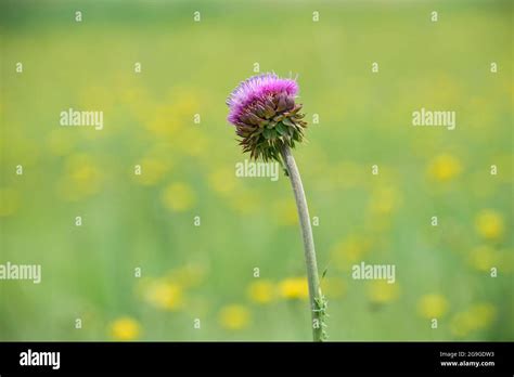 Carduus Acanthoides Grass In Pampas Environment Invasive European
