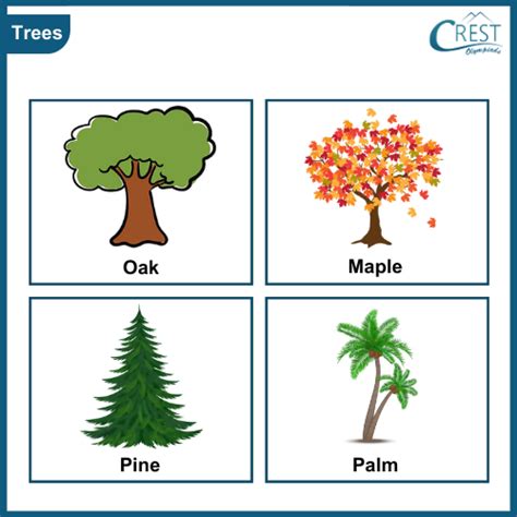Plant Classification Class 2 Science With Examples