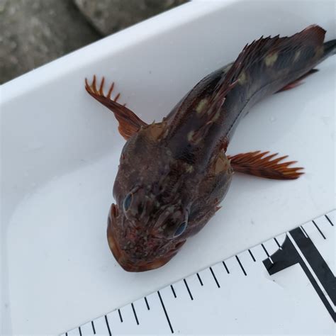 いつも心にカサゴちゃん さんの 2023年08月19日のカサゴの釣り釣果情報 兵庫県 東二見人工島 アングラーズ 釣果400