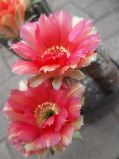Lobivia Densispina Hybrids Trichocereus Net Cactus Seeds Books