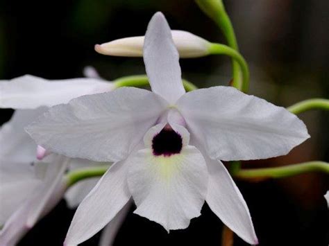 Orquidário Santa Clara Orquídeas Cultivo Cultivo de orquídeas