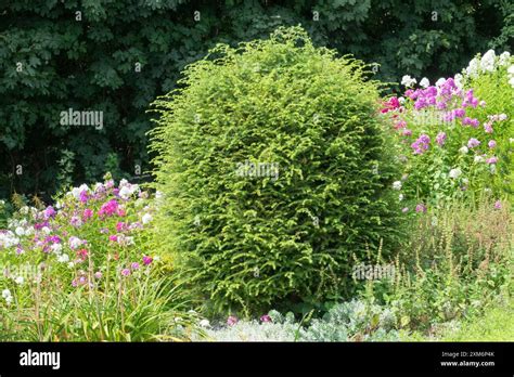 Tsuga Canadensis Canadian Hemlock Round Green Dwarf Tree In A Lush